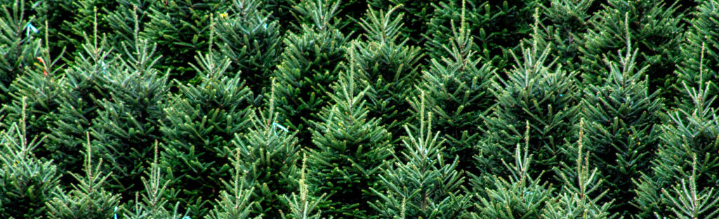 Diversity Arrays Technology | Genotyping & data analysis experts